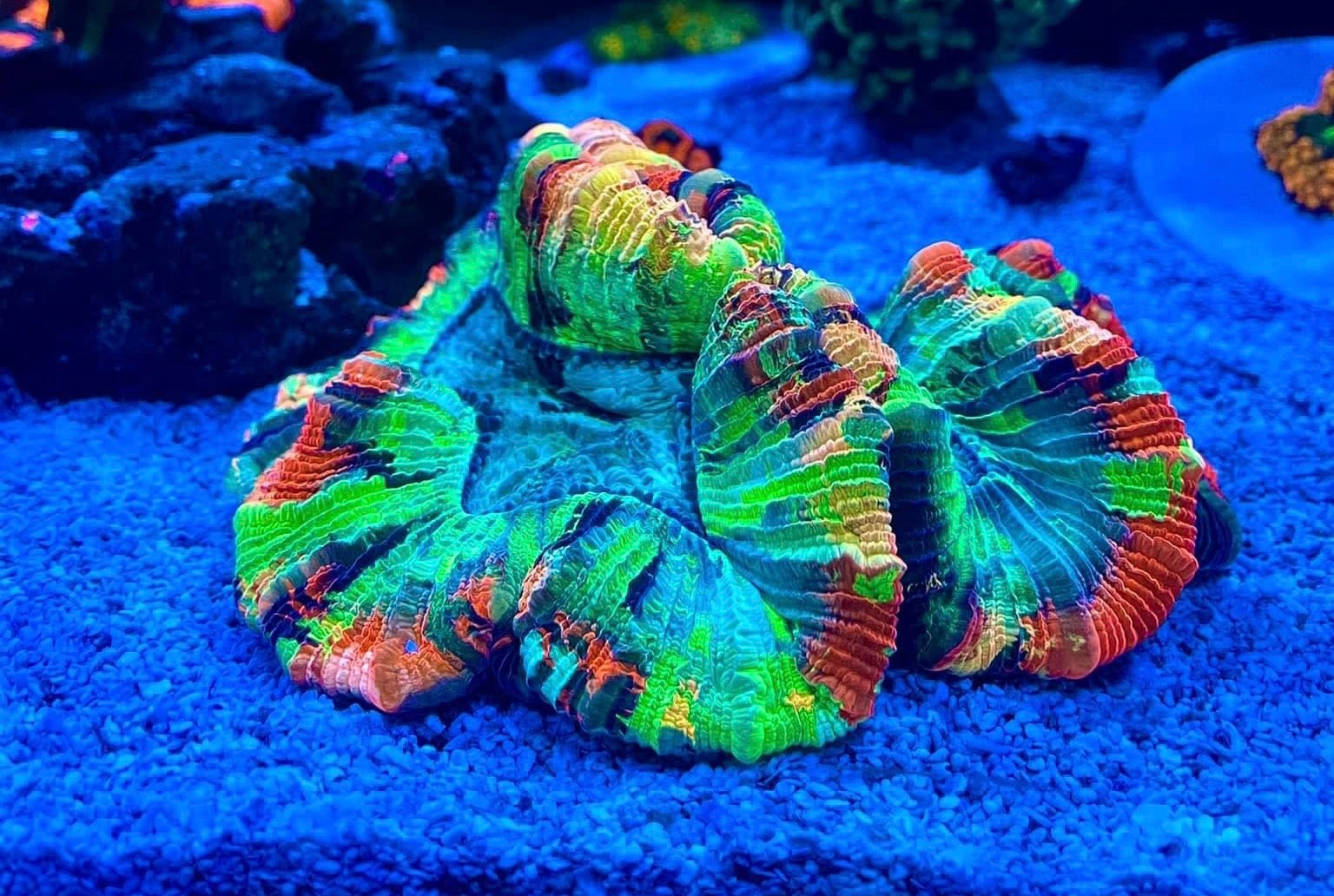 LPS Corals – HolyGrailCorals