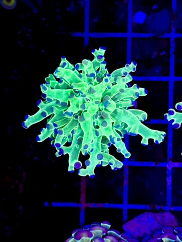 HGC Neon Frogspawn Coral 1 – HolyGrailCorals