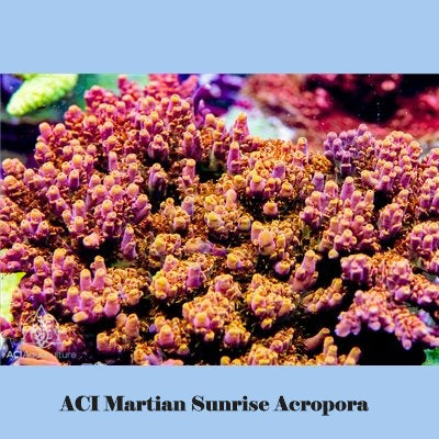 ACI Aquaculture Acro Frag Pack F - Frag to Order 100% Aquacultured 3-4 ...