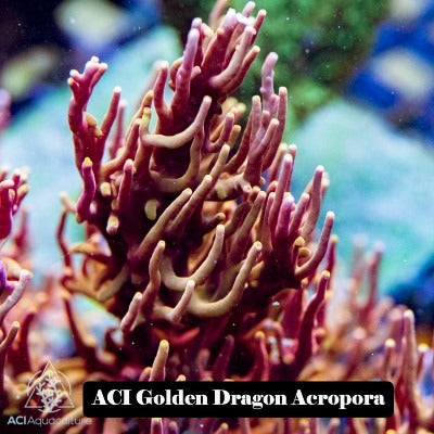 ACI Aquaculture Acro Frag Pack D - Frag to Order 100% Aquacultured 3-5 ...