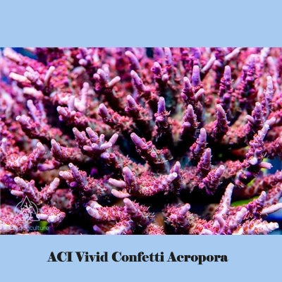 ACI Aquaculture Acro Frag Pack C - Frag to Order 100% Aquacultured 3-8 ...