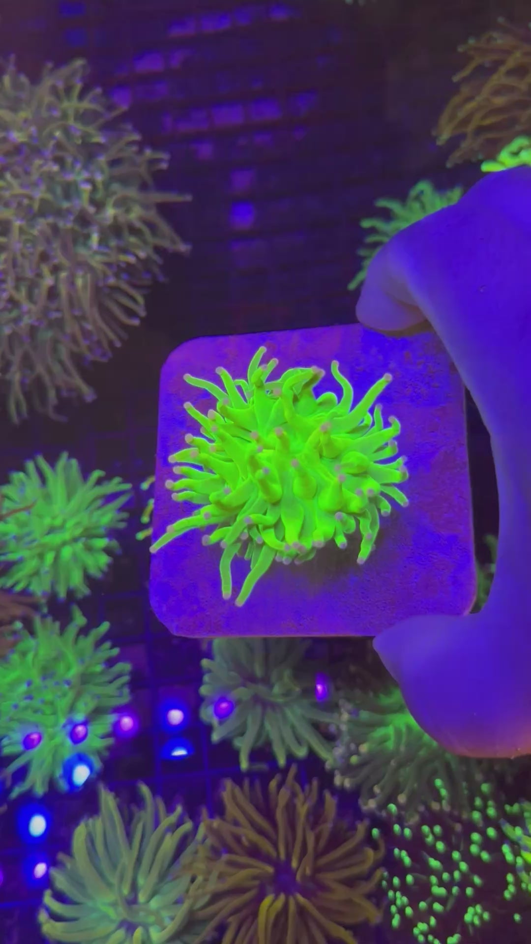 HGC Princess Holy Grail Torch Coral – HolyGrailCorals