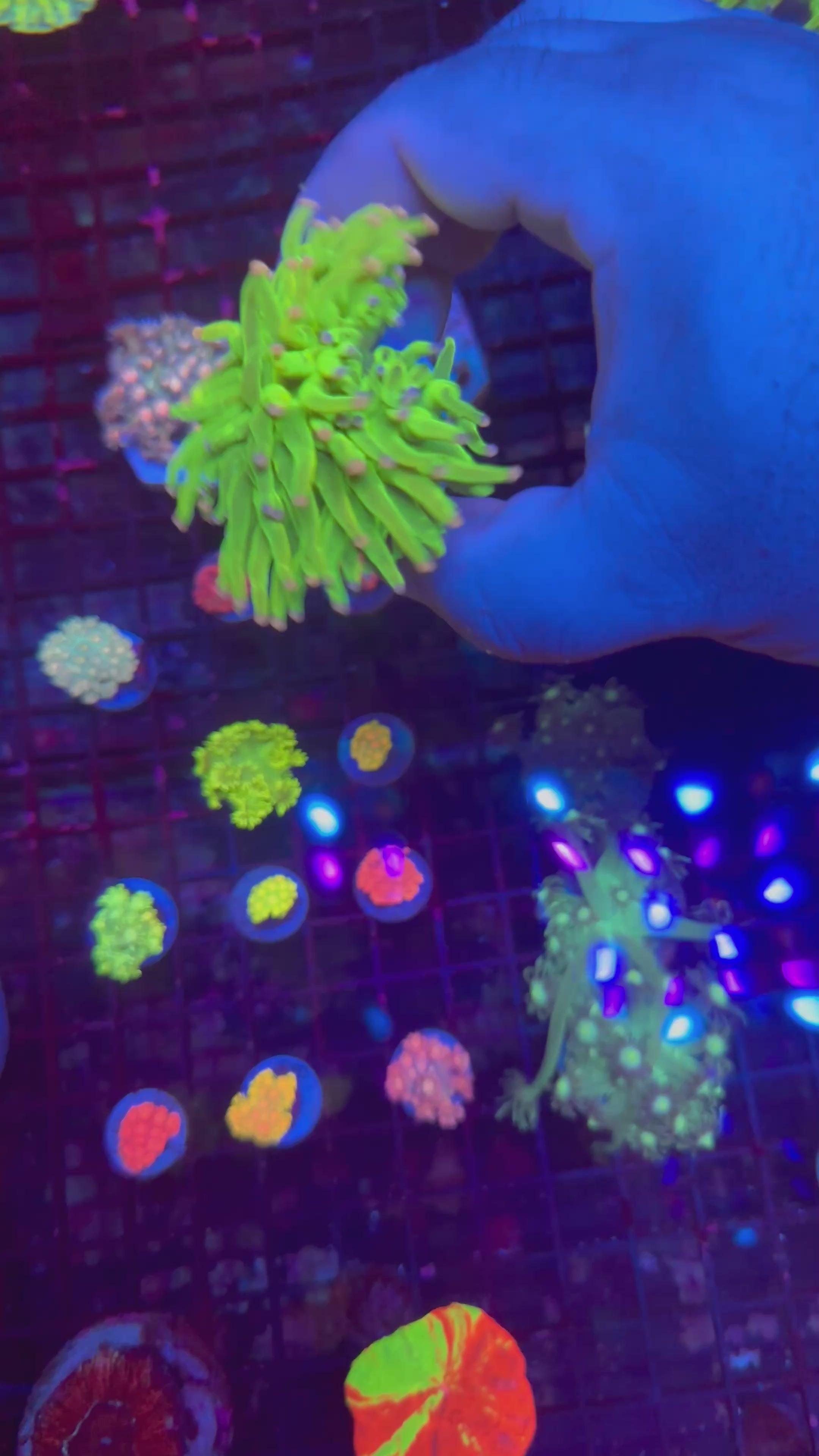 HGC Princess Holy Grail Torch Coral – HolyGrailCorals